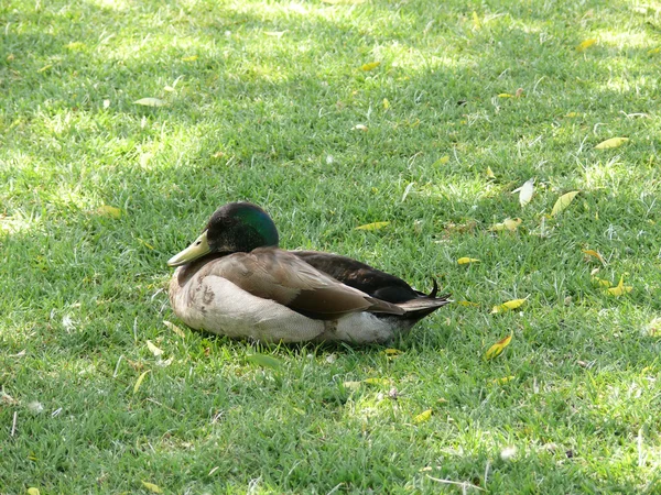 Pato drakes Stock Photos, Royalty Free Pato drakes Images | Depositphotos