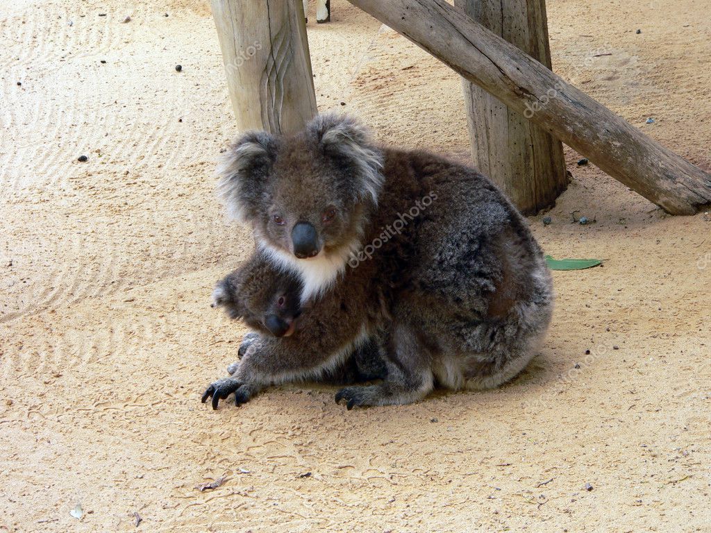 Koala family hug — Stock Photo © ozflash #8400275