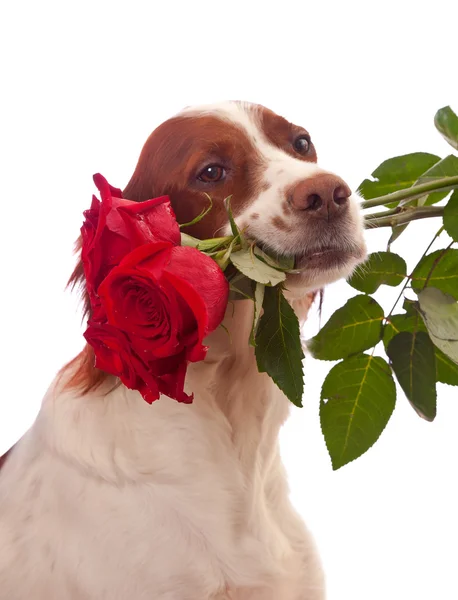 ᐈ Puppy holding rose stock photos, Royalty Free animal holding rose ...