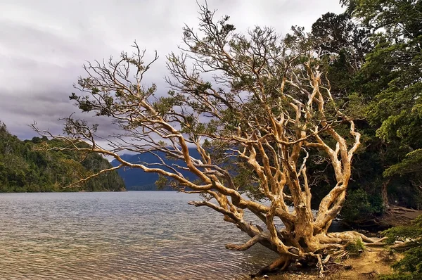 Árvore murcha Stock Photos, Royalty Free Árvore murcha Images ...