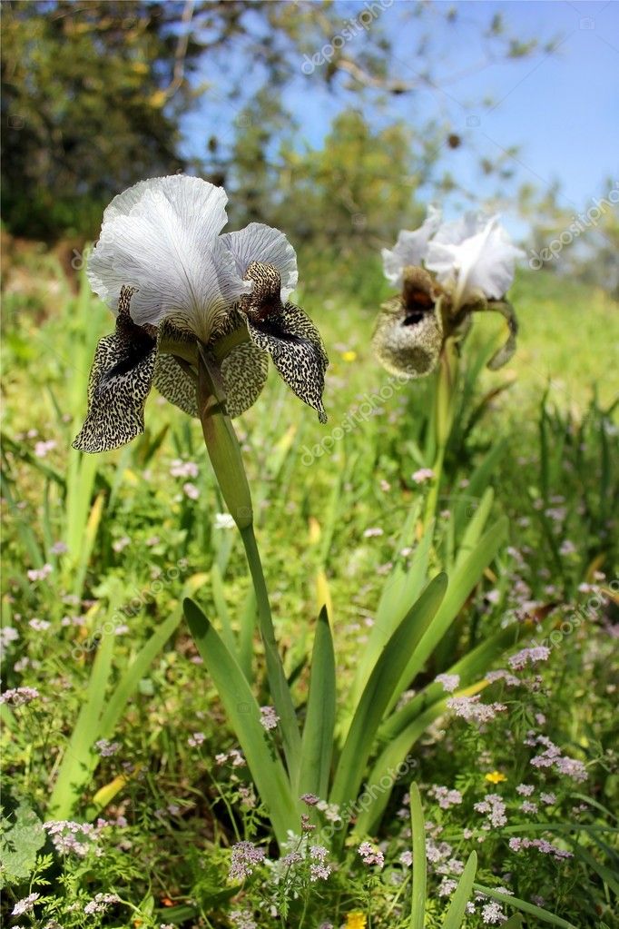 Iris flower leopard coloring Stock Photo by ©irisphoto11 9654755