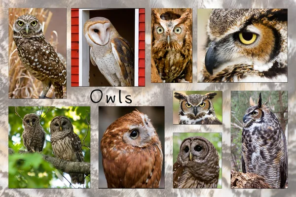 Collage Pictures Different Raptors Stock Photo by ©YAYImages 261364834