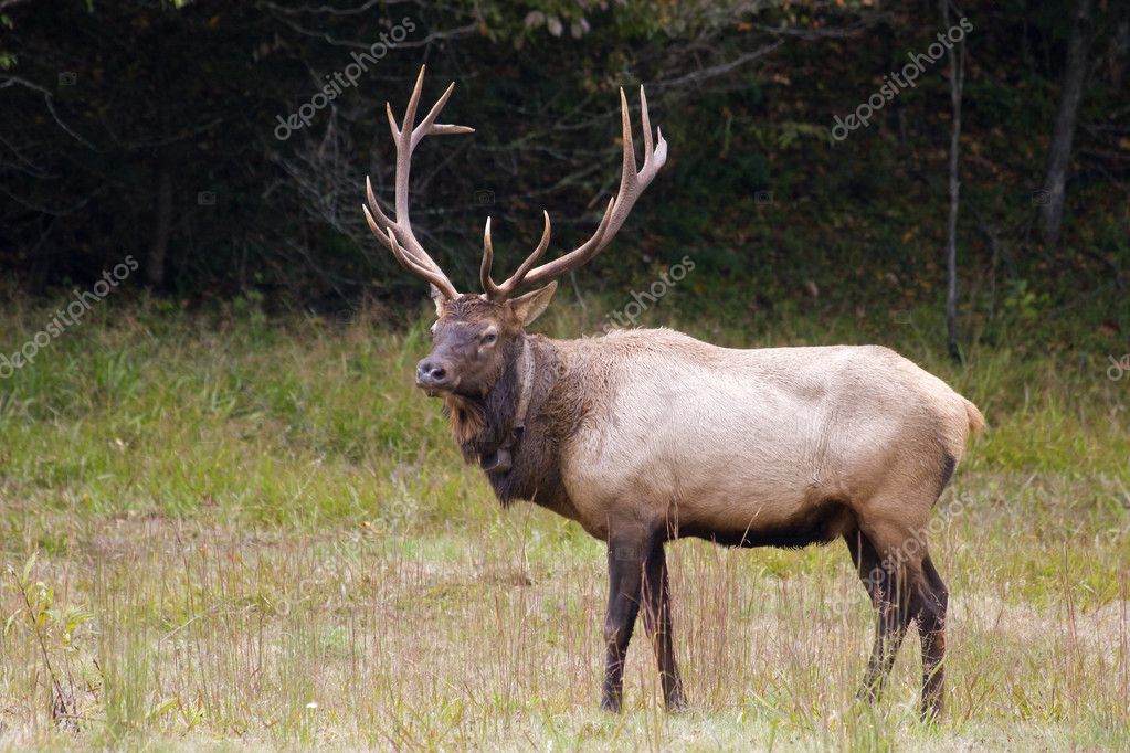 Bull Elk — Stock Photo © JillLang #8461557