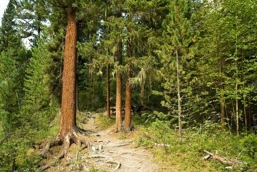 Taiga forest Stock Photo by ©york_76 8552290