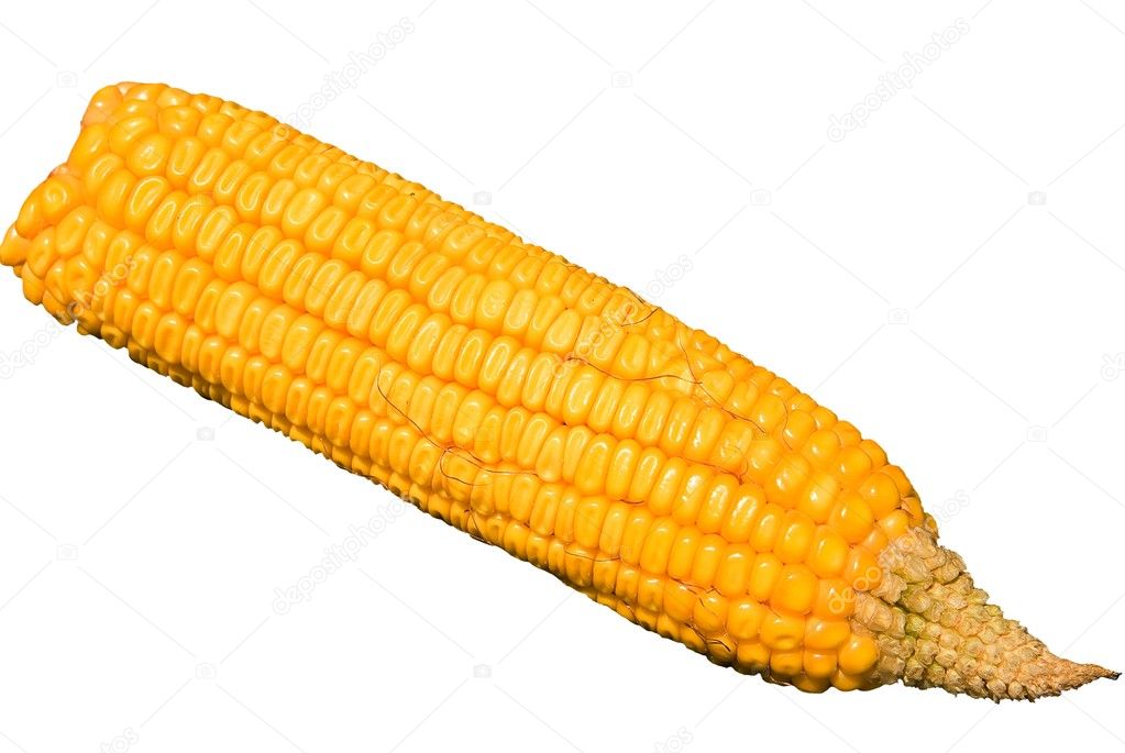 Head of corn isolated on a white background — Stock Photo © york_76 ...