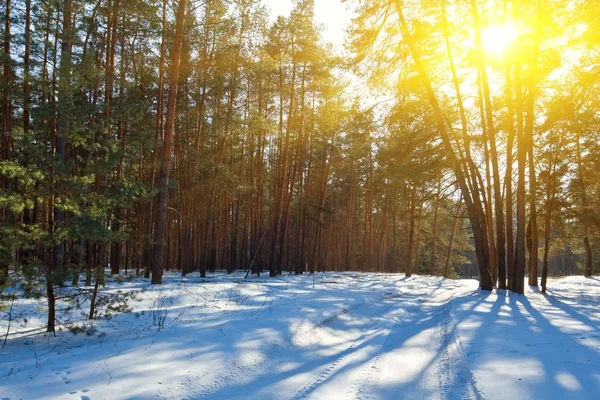 Sunny winter forest Stock Photos, Royalty Free Sunny winter forest ...