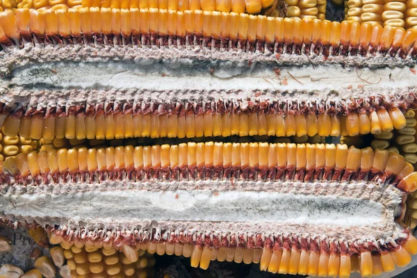 Cross section corn Stock Photos, Royalty Free Cross section corn Images ...