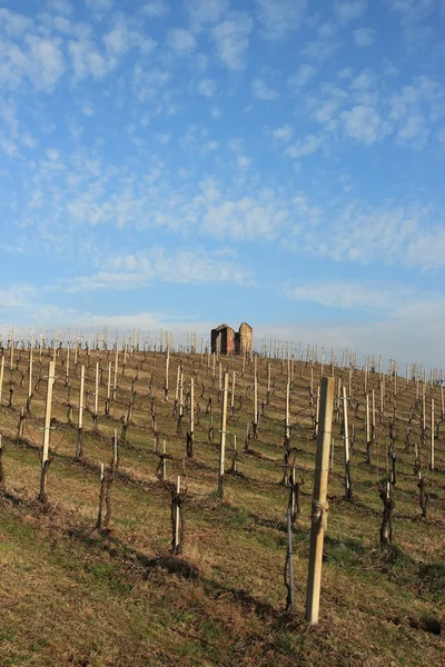 Fotos de Bineyard, Imagens de Bineyard sem royalties | Depositphotos