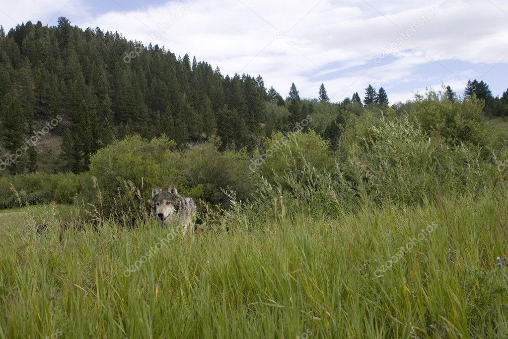 Male Wolf emerges from a riverbank — Stock Photo © FrankParker #8085839