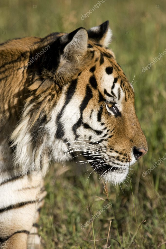 Siberian Tiger side profile — Stock Photo © FrankParker #8216205
