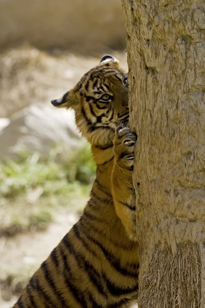 Sumatran tiger Stock Photos & Royalty-Free Images | Depositphotos