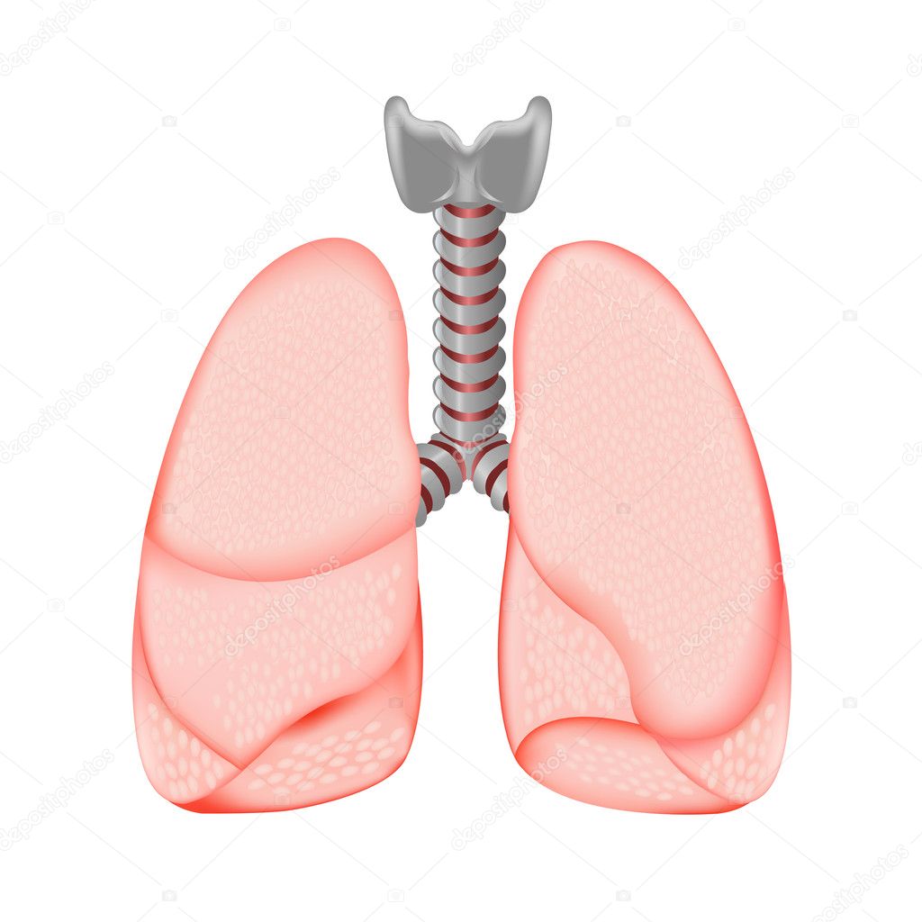 Human Lungs — Stock Vector © sammep #8131247 Human Lungs — Stock Vector © sammep #8131247