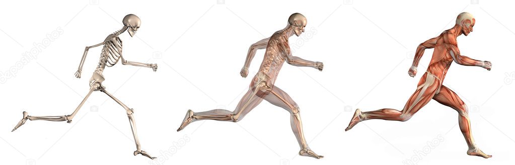 Anatomical Overlays - Man Running - Side View — Stock Photo © AlienCat ...