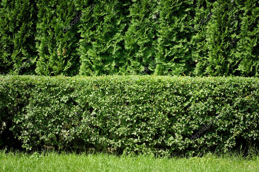 Green hedge background — Stock Photo © Taigi #8271428