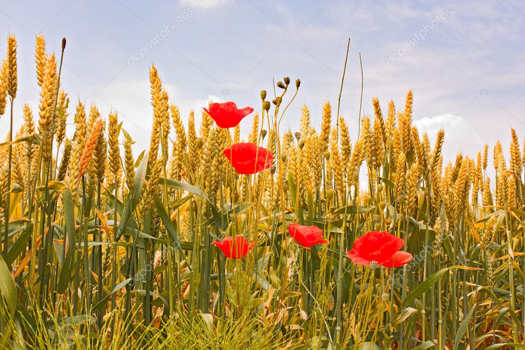 Campo di grano — Foto Stock © ermess #8375590