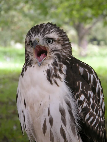 Funny hawk Stock Photos, Royalty Free Funny hawk Images | Depositphotos