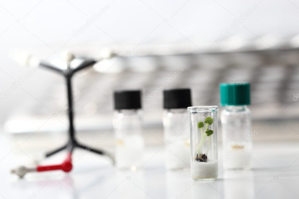 Developing plants in test tubes Stock Photo by ©coraldesign 8959958