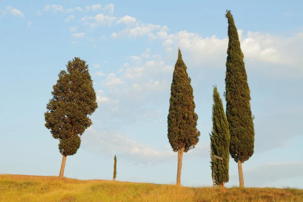 Mourning cypress Stock Photos, Royalty Free Mourning cypress Images ...