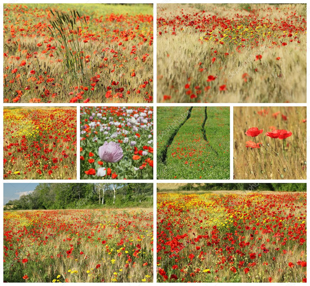 Collage with flowering poppies in countrysiede — Stock Photo ...