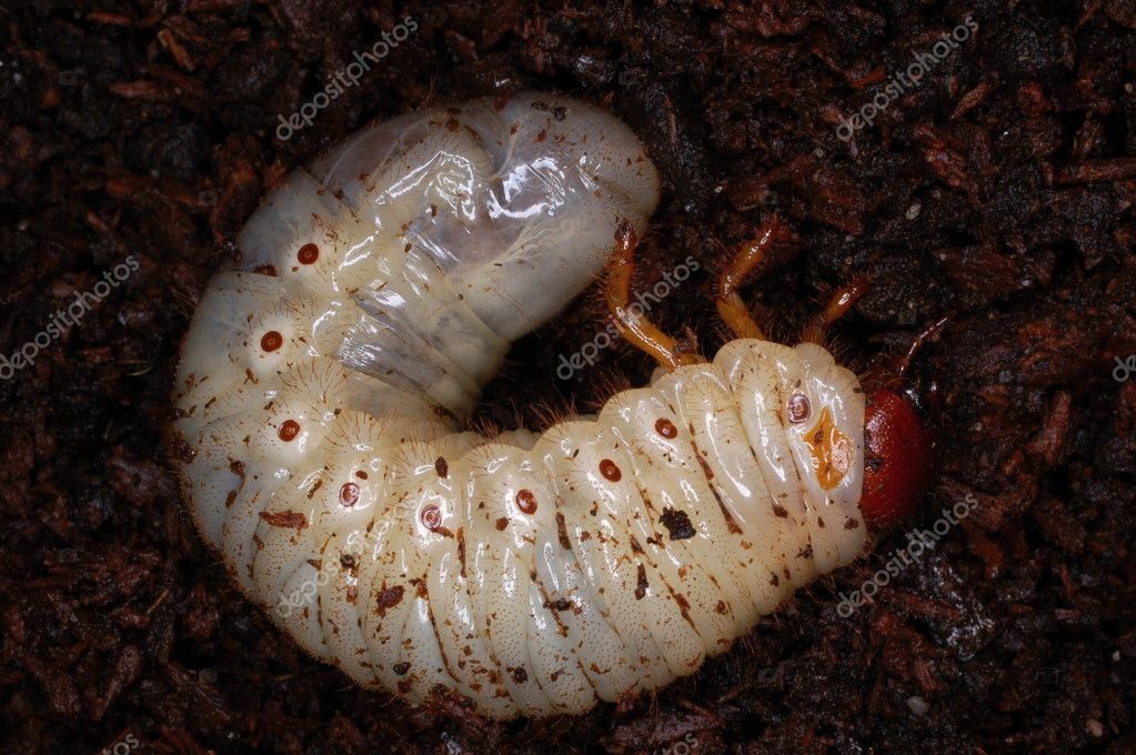 Larvae Stock Photo by ©turtleman 8381953