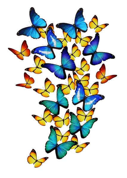 Buterflies Stock Photos, Royalty Free Buterflies Images | Depositphotos