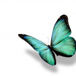 Turquoise butterfly flying, isolated on white background — Stock Photo ...
