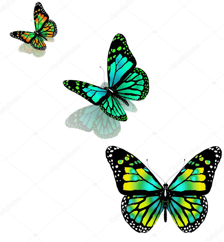 Three butterflies on a white background — Stock Photo © 3DDock #9246981