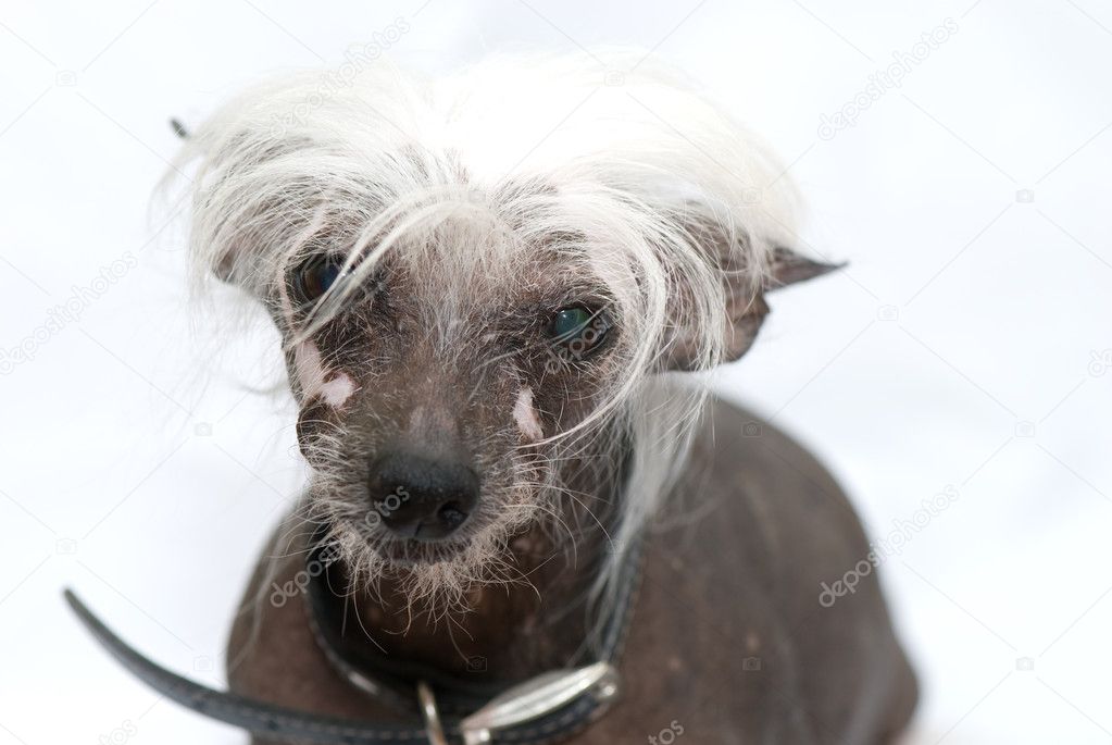 Kinesisk nakenhund hund — Stockfotografi © yuriy61 #8854244