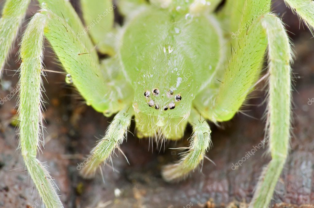 Nahaufnahme der eine grüne Spinne mit acht Augen — Stockfoto ...