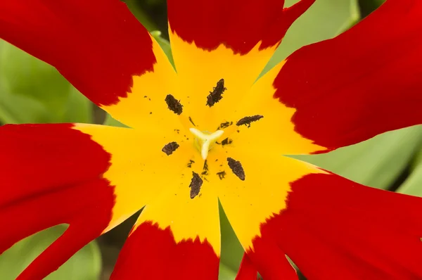 Protected flower Stock Photos, Royalty Free Protected flower Images ...