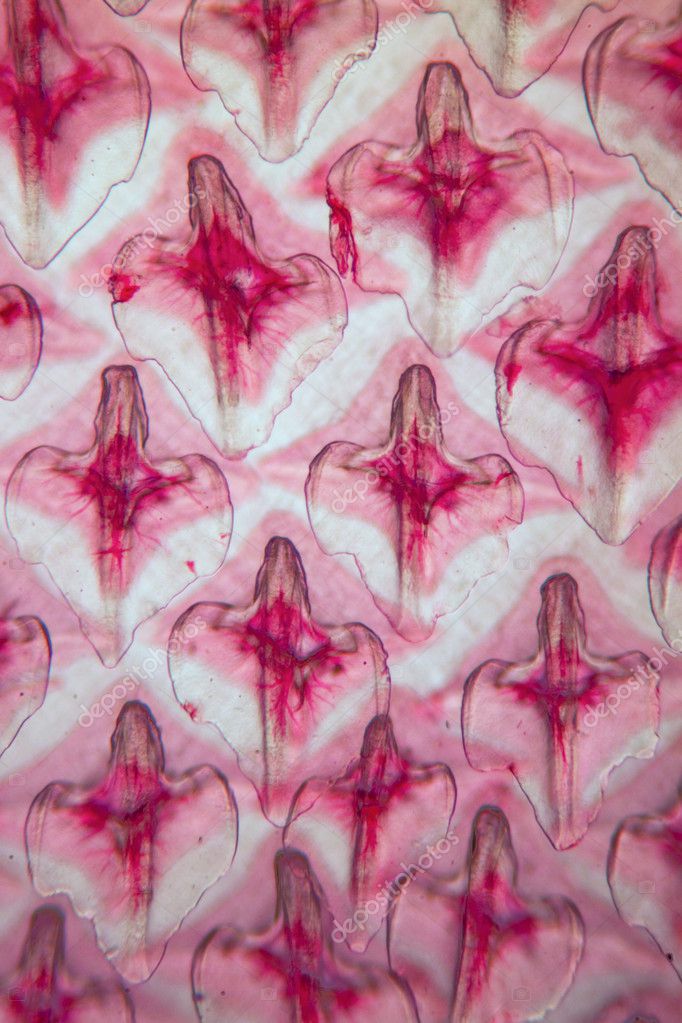 Fish scale Stock Photo by ©ggw1962 8556607