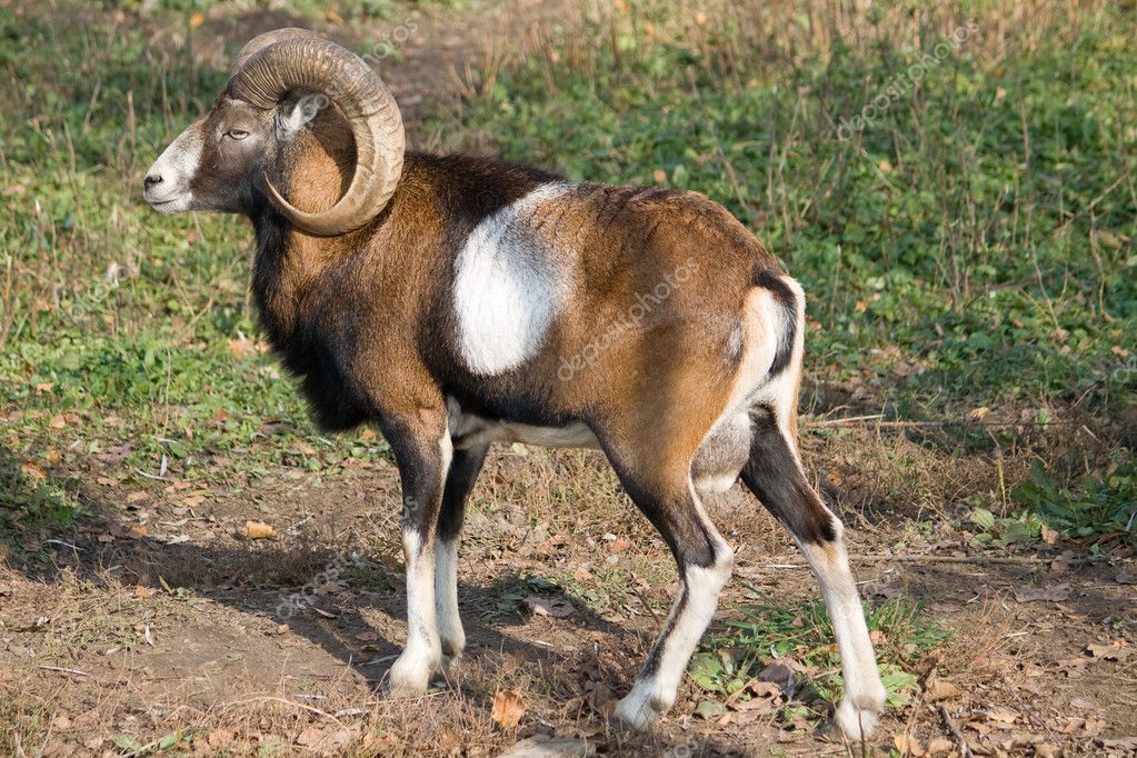 moeflon — Stockfoto © lenyvavsha #9929988