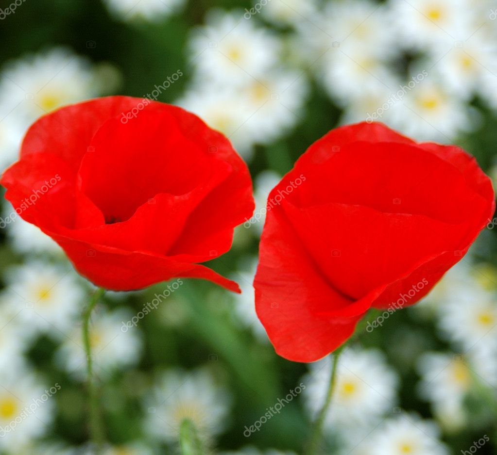 Two poppy on camomile background Stock Photo by ©Boguslavovna 8913929