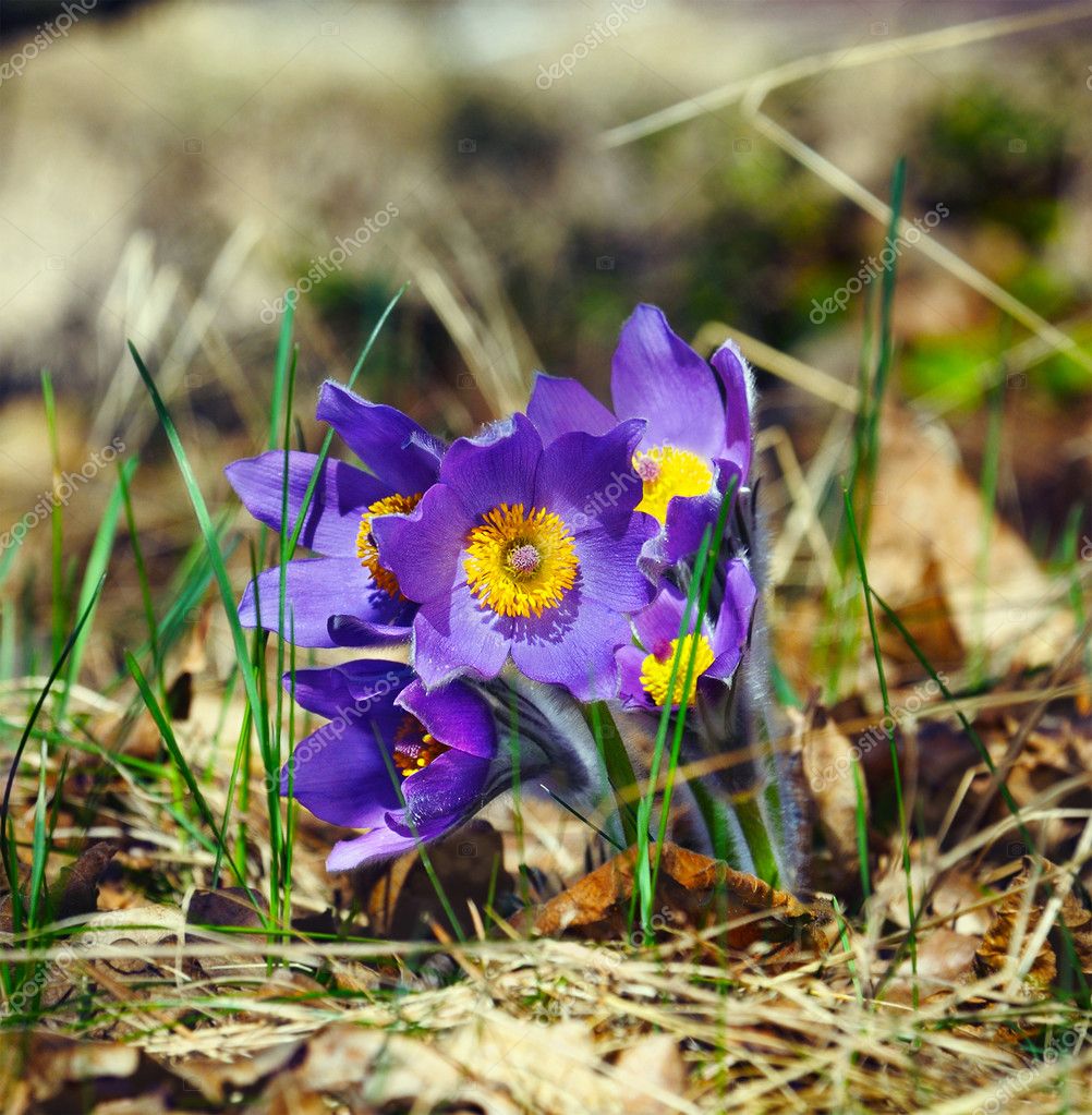 Blue pasqueflower in spring — Stock Photo © Boguslavovna #8916403