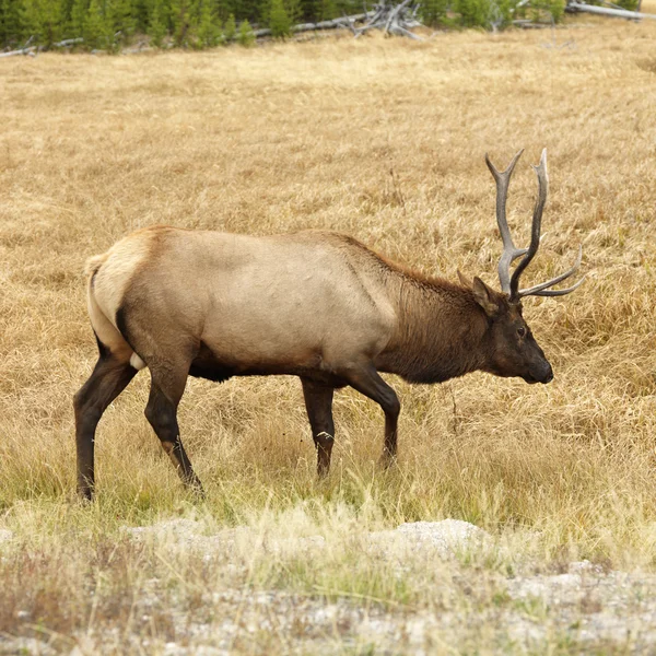 Male elk Stock Photos, Royalty Free Male elk Images | Depositphotos