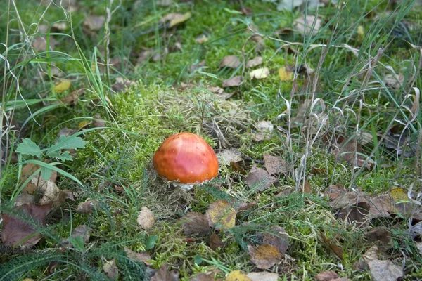 Small red mushroom Stock Photos, Royalty Free Small red mushroom Images ...