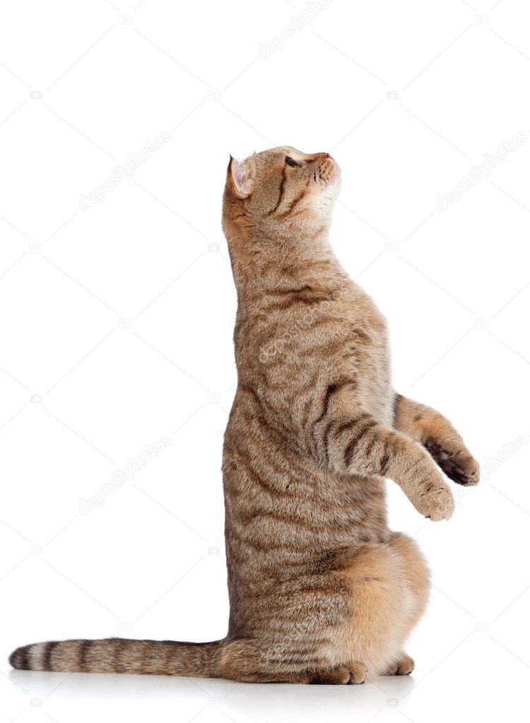 Side view of Scottish tabby-cat on white — Stock Photo © oksun70 #8771850
