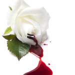 Bleeding rose — Stock Photo © Klanneke #8665977