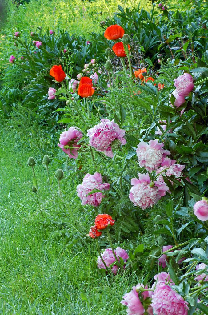Poppies and peonies — Stock Photo © PavelS #8862059