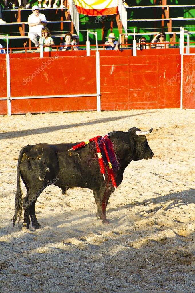 Fighting bull picture from Spain. Black bull — Stock Photo ...
