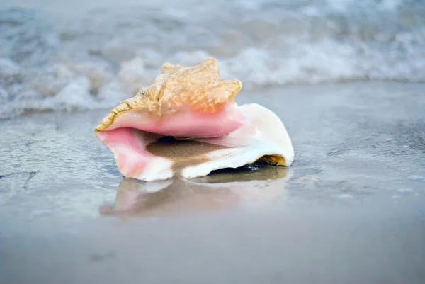 Conch Shell on The Beach Sand. Caribbean — Stock Photo © Subbotina ...