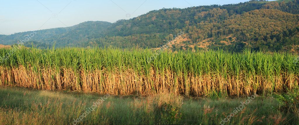 Sugar Cane panorama — Stock Photo © photosoupy #9618071