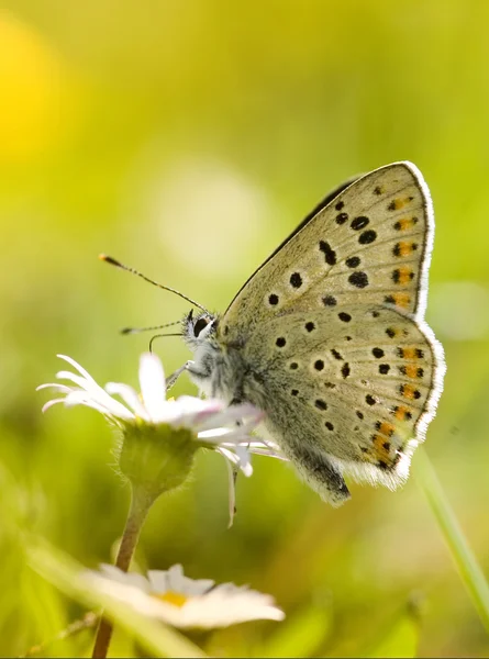 Buterfly 날개 Stock Photos, Royalty Free Buterfly 날개 Images | Depositphotos