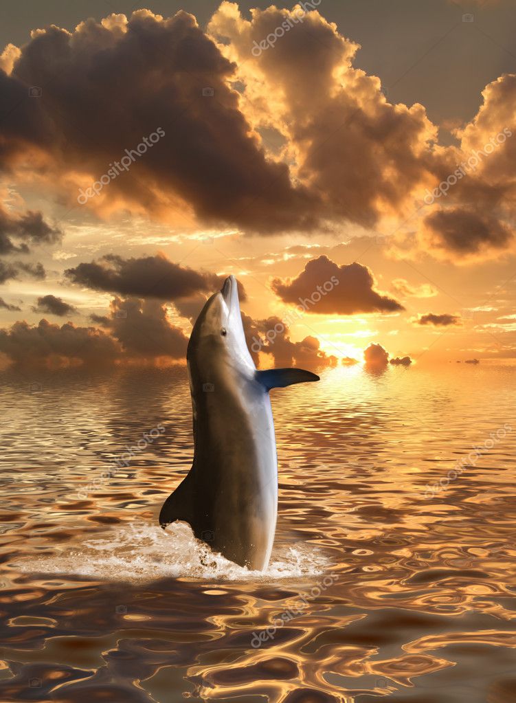 Pictures : dolphin tale winter | Dolphin floating at ocean — Stock ...