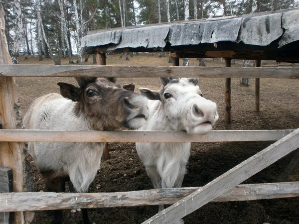 Pareja de burros Stock Photos, Royalty Free Pareja de burros Images ...