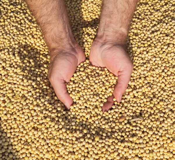 Soybean Stock Photos, Royalty Free Soybean Images | Depositphotos