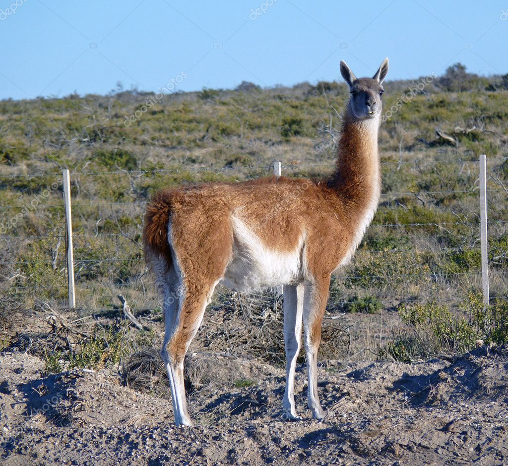 Guanaco — Foto de stock © gianvittorio. #8846581