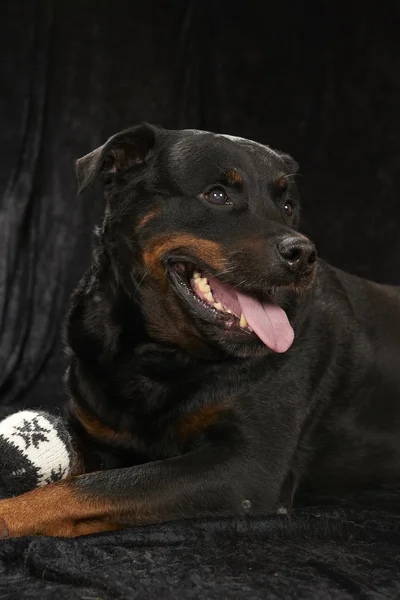 Pure bred rottweiler ⬇ Stock Photo, Image by © Eydfinnur #9284209