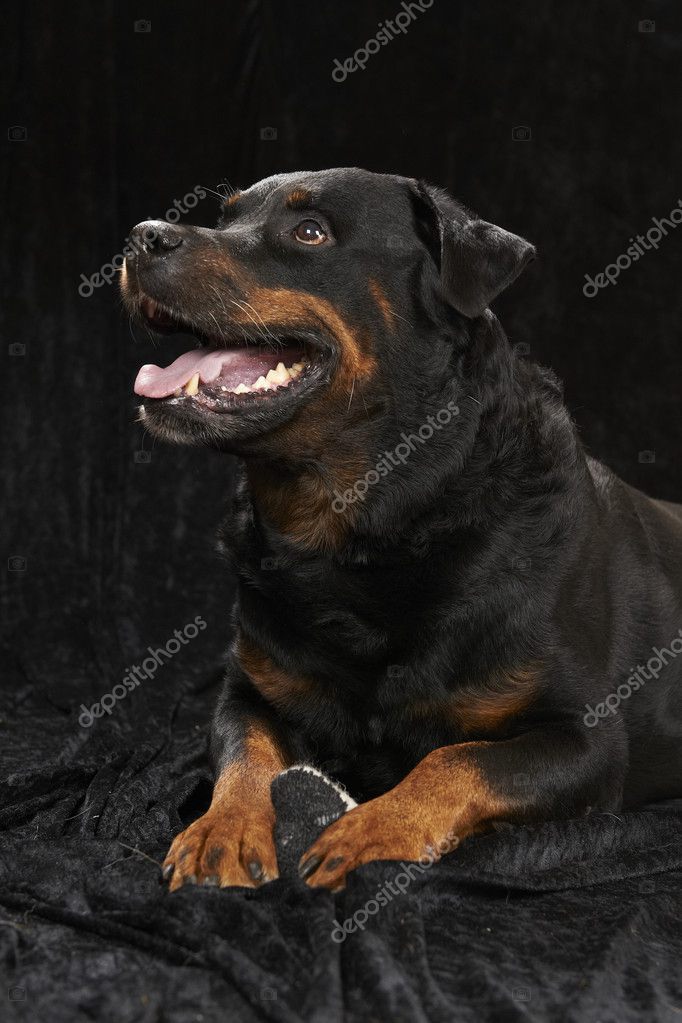 Pure bred rottweiler ⬇ Stock Photo, Image by © Eydfinnur #9284209