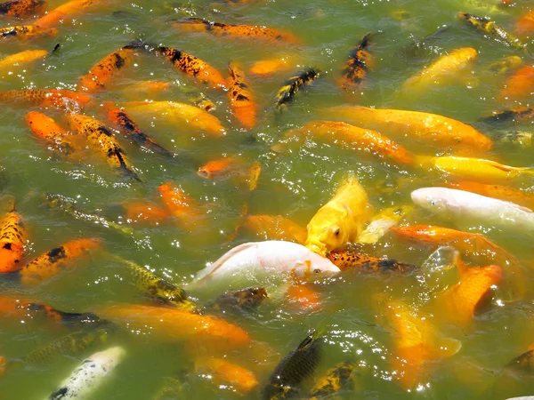 Coy fish Stock Photos, Royalty Free Coy fish Images | Depositphotos